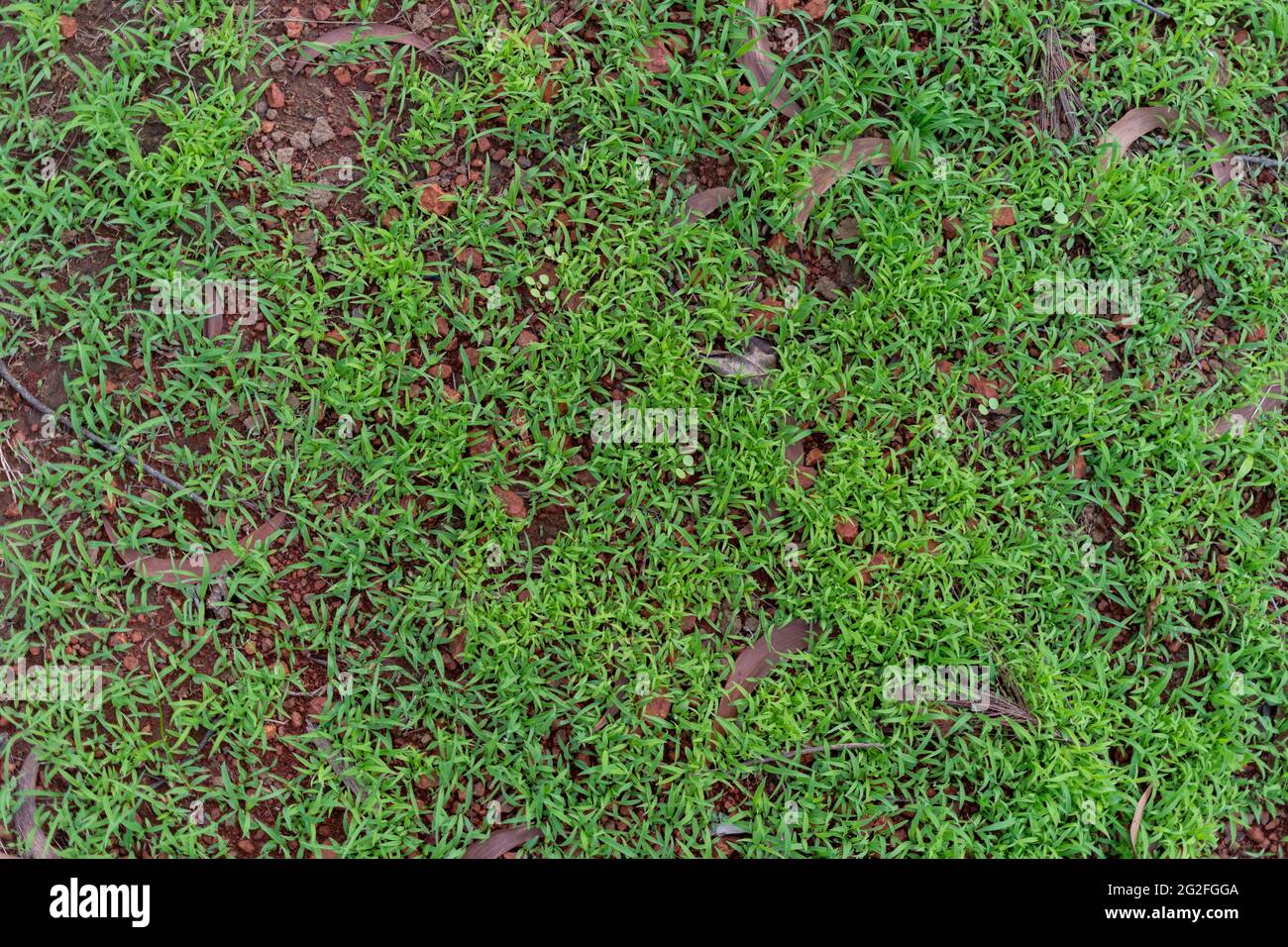 Closeup shot of grass growing on dirt Stock Photo - Alamy