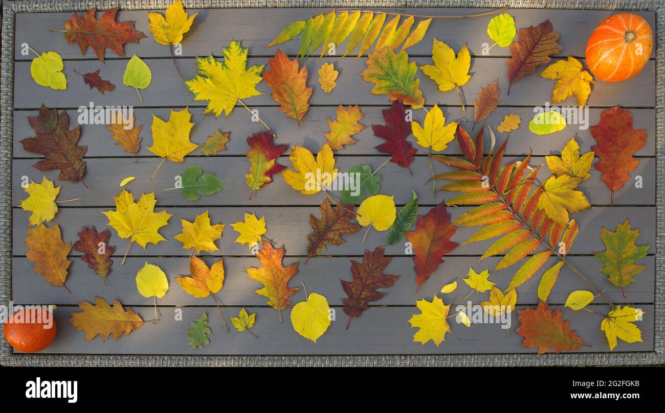 beautiful bright colorful multicolored autumn leaves with different ...