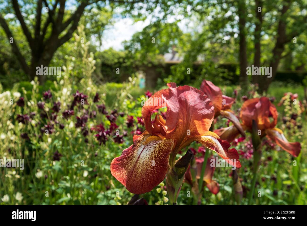 Stunning bearded iris perennial flower by the name Kent Pride. Has ...