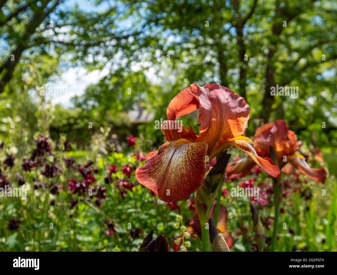 Stunning bearded iris perennial flower by the name Kent Pride. Has ...