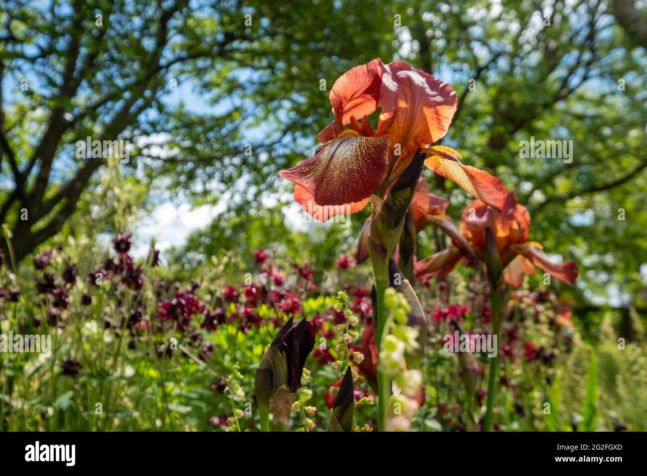 Stunning bearded iris perennial flower by the name Kent Pride. Has ...