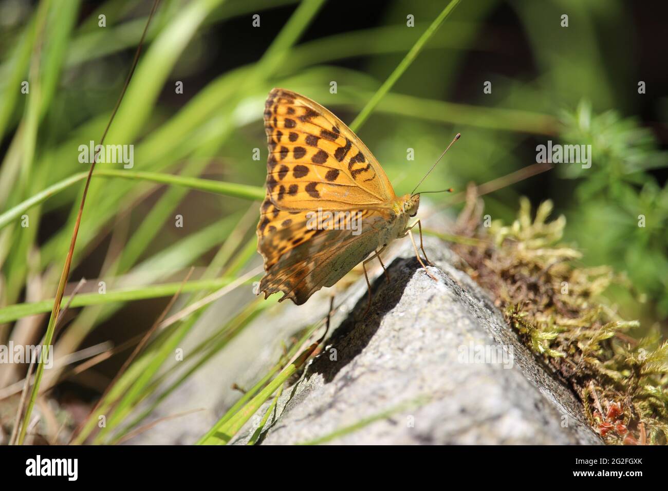 a butterfly landed on a rock Stock Photo - Alamy