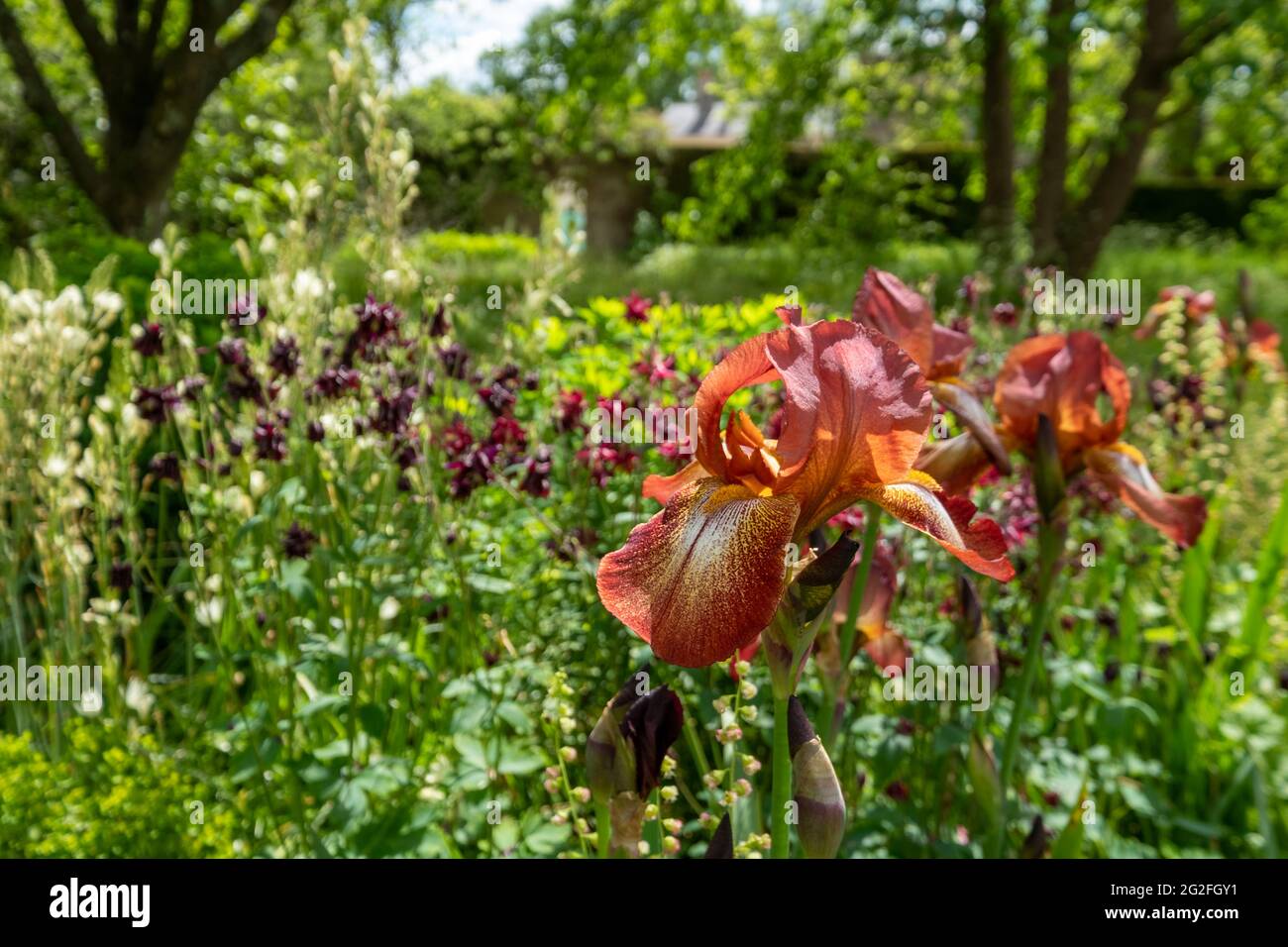 Stunning bearded iris perennial flower by the name Kent Pride. Has ...