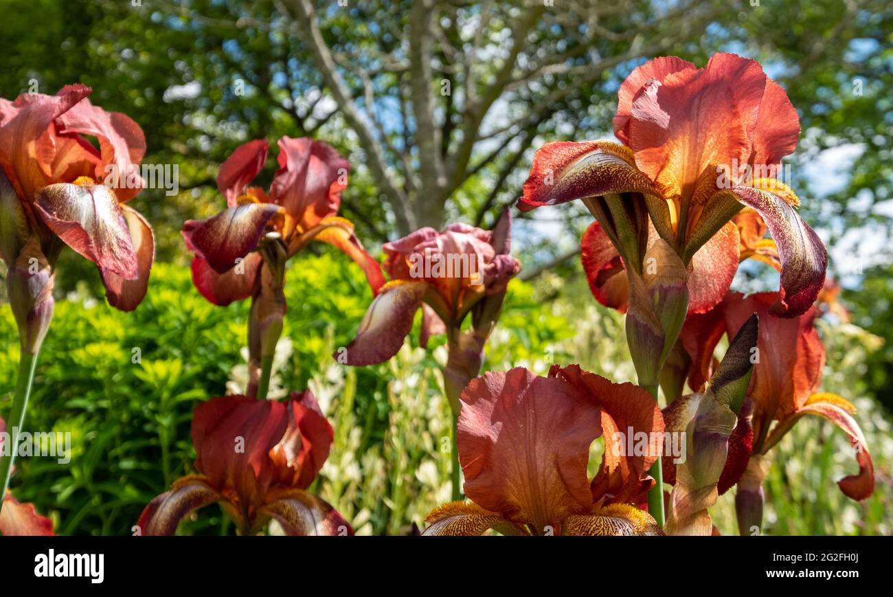 Stunning bearded iris perennial flower by the name Kent Pride. Has ...