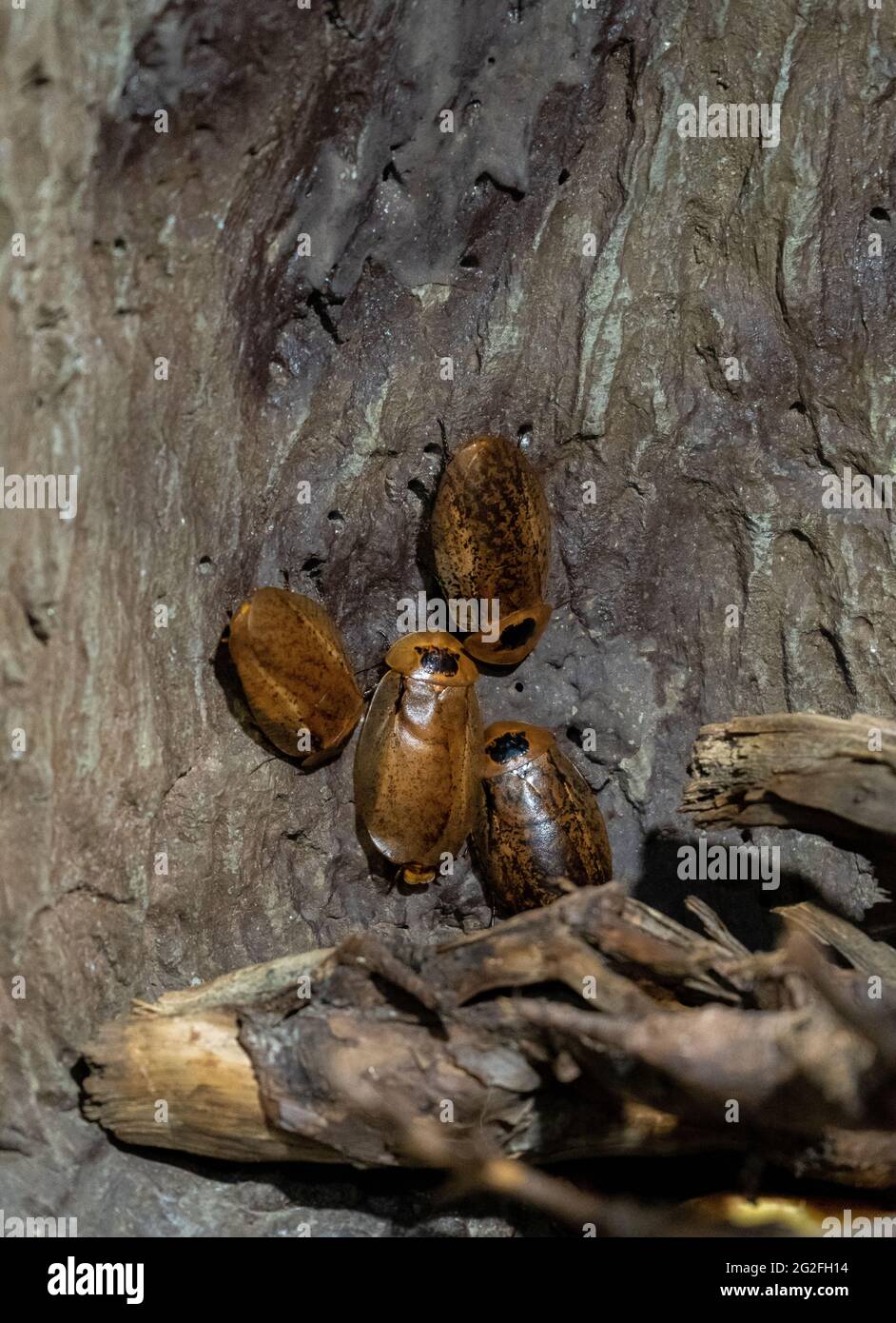 Close up cockroach insects, big and small brown cockroach family ...
