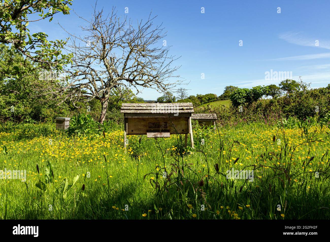 A beehive is an enclosed structure in which some honey bee species of ...