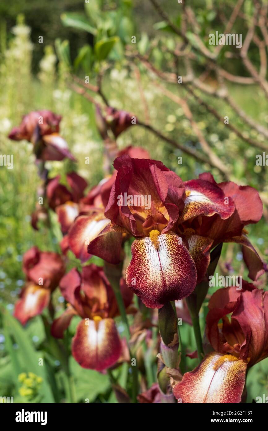 Stunning bearded iris perennial flower by the name Kent Pride. Has ...
