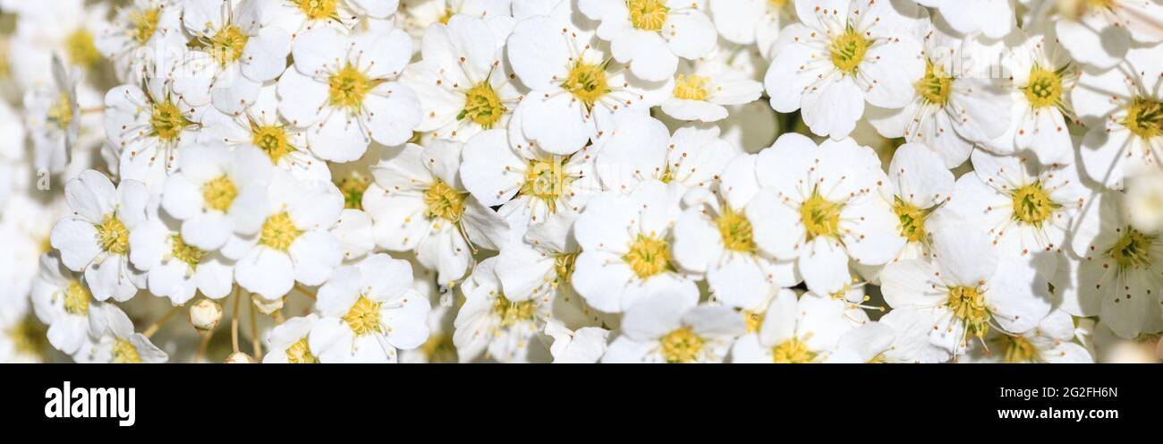 White Flower Facebook Covers