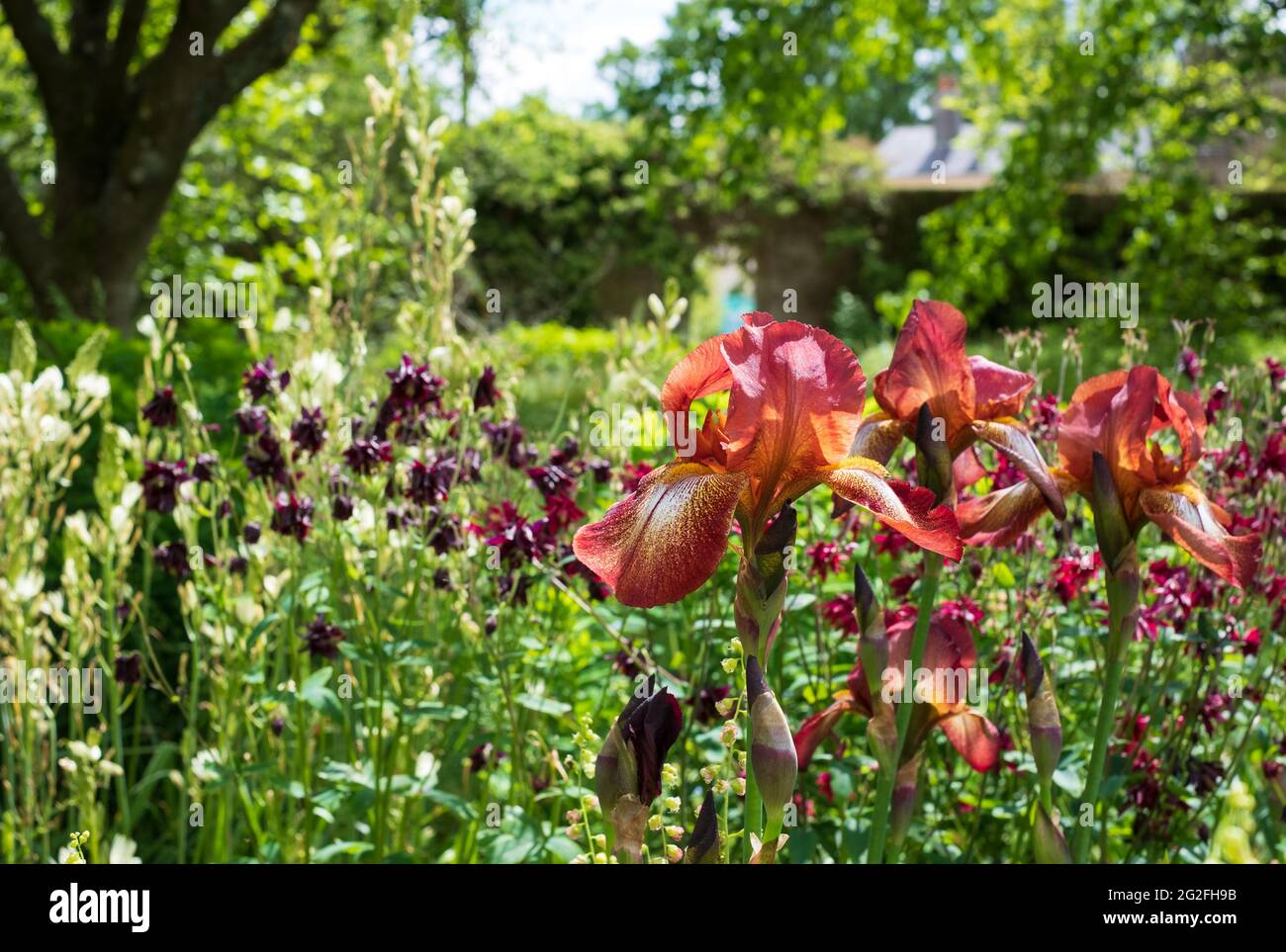 Stunning bearded iris perennial flower by the name Kent Pride. Has ...