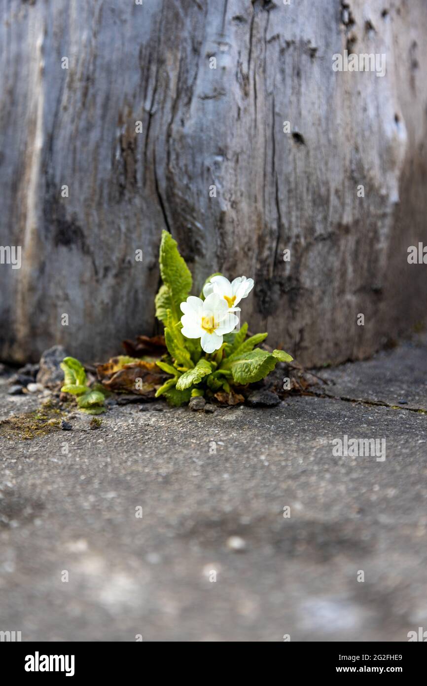 Primrose in gardening hi-res stock photography and images - Alamy