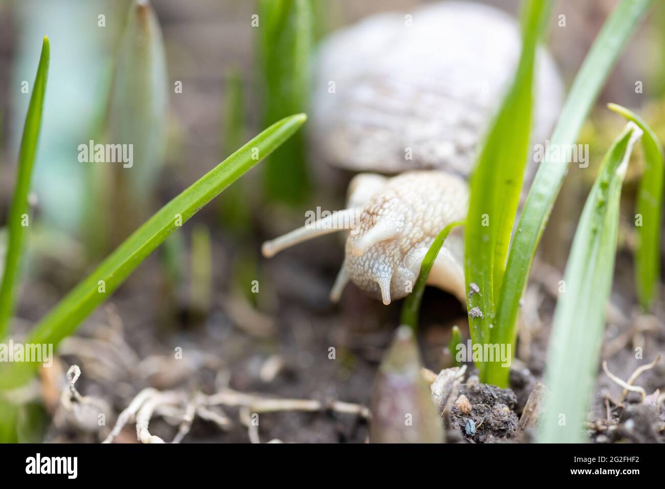 A Roman snail looks for food on the bed with some weed in garden Stock ...