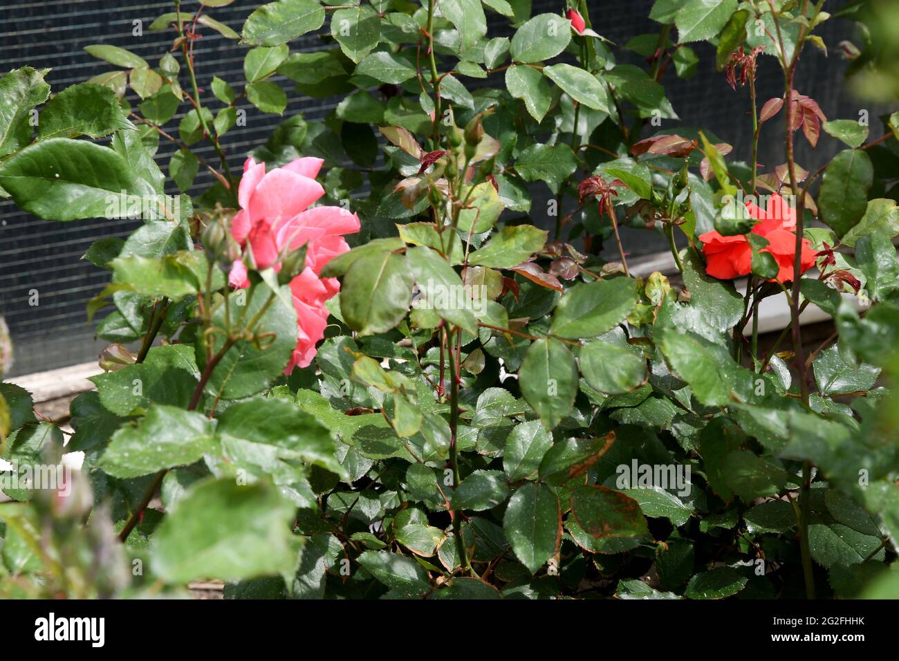 Copenhagen, Denmark. 10 June 2021, Rose in various colour and rose ...