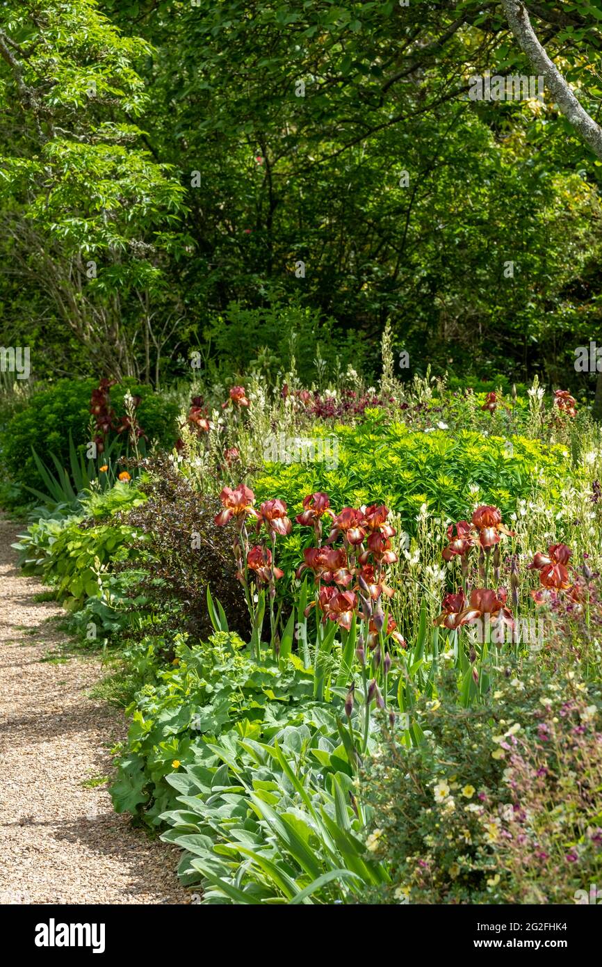 Stunning bearded iris perennial flower by the name Kent Pride. Has ...