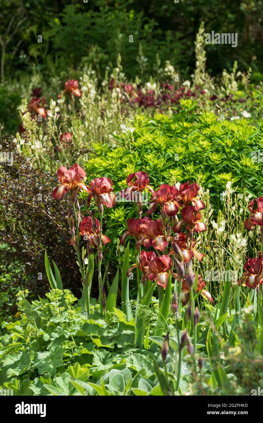 Stunning bearded iris perennial flower by the name Kent Pride. Has ...