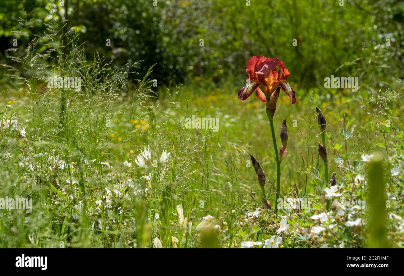 Stunning bearded iris perennial flower by the name Kent Pride. Has ...