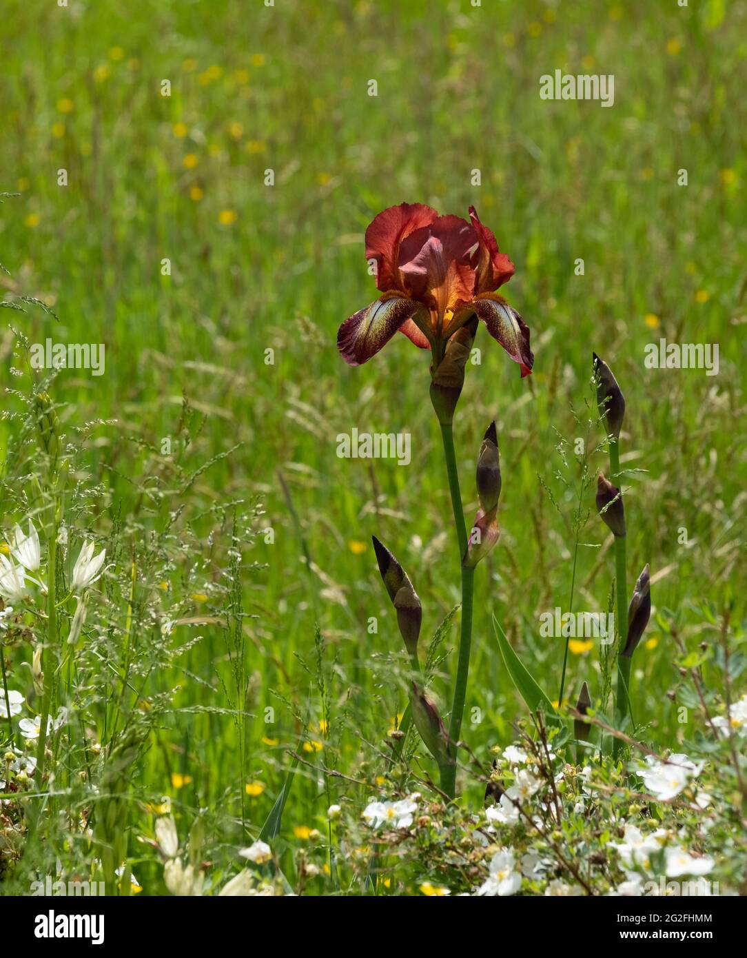 Stunning bearded iris perennial flower by the name Kent Pride. Has ...