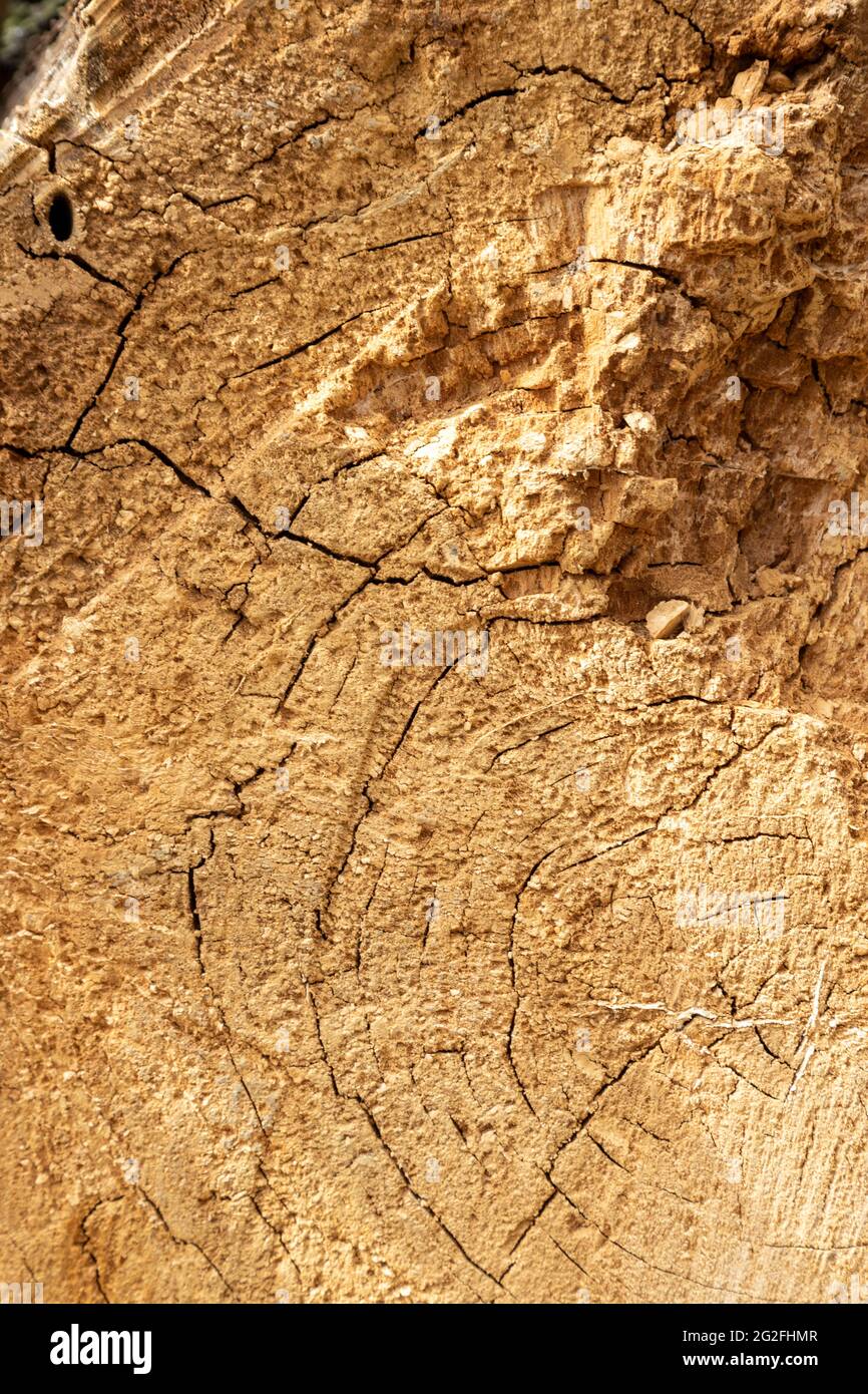 An old, rotten, felled tree trunk in the forest in summer Stock Photo ...