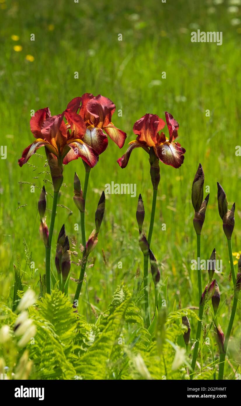 Stunning bearded iris perennial flower by the name Kent Pride. Has ...