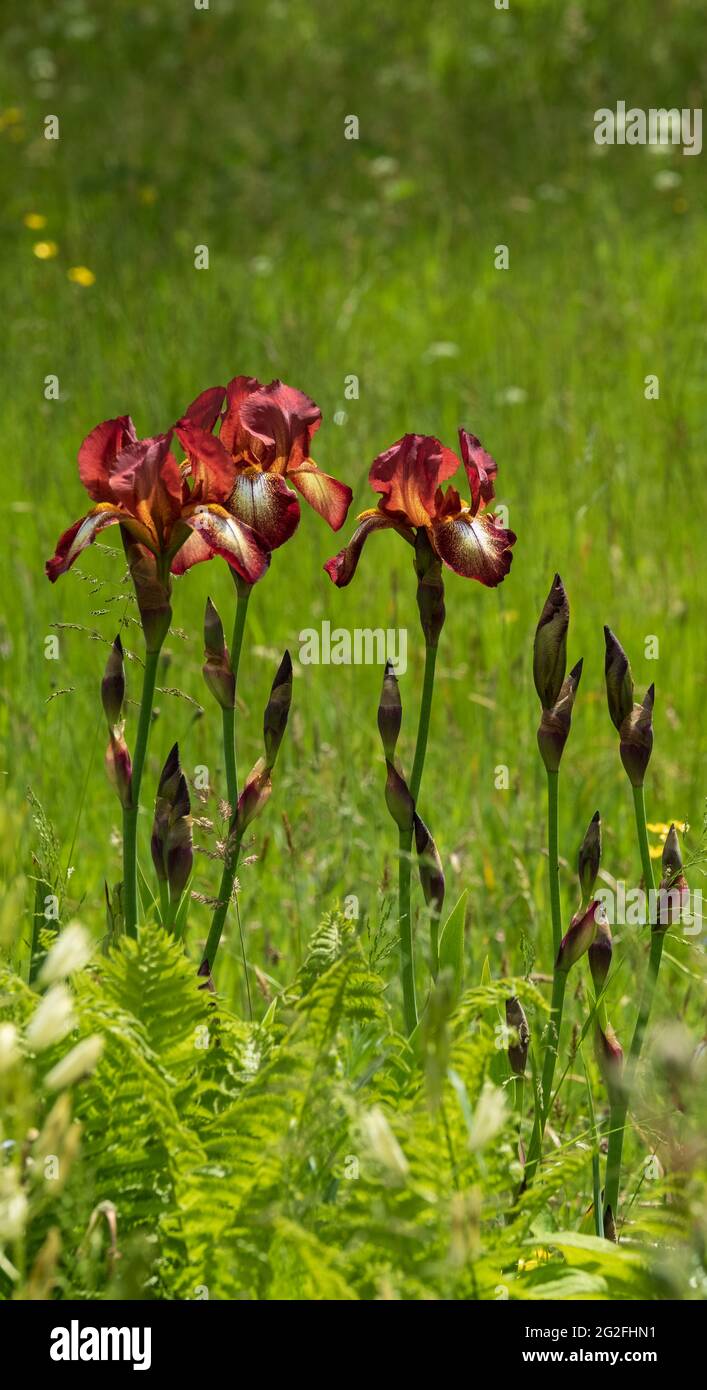 Stunning bearded iris perennial flower by the name Kent Pride. Has ...
