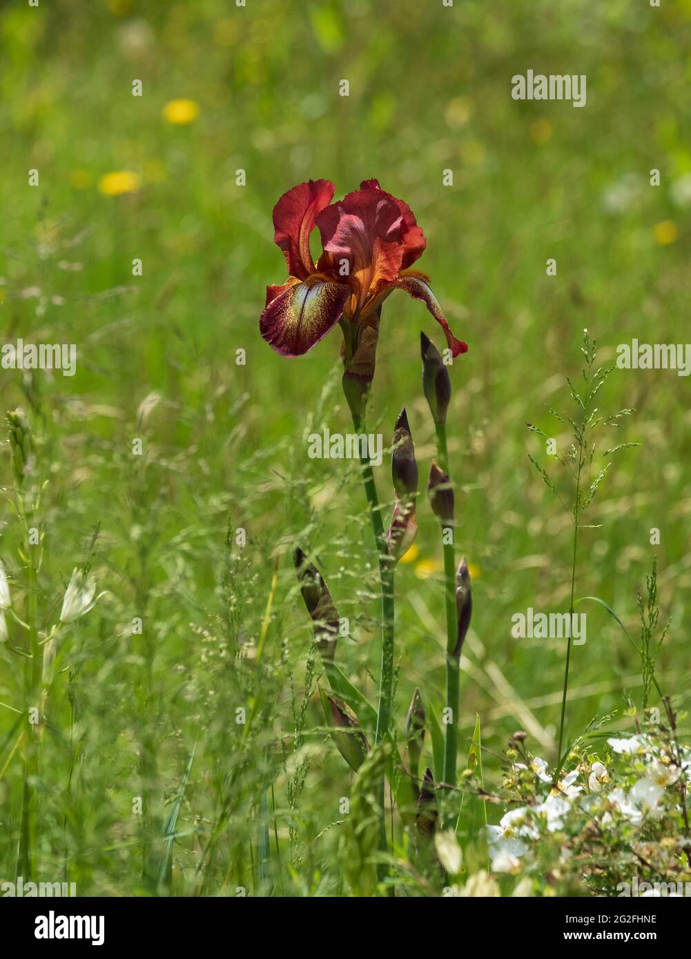 Stunning bearded iris perennial flower by the name Kent Pride. Has ...