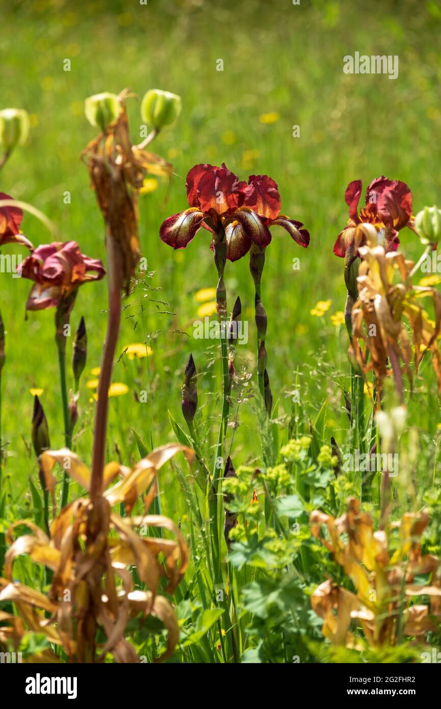 Stunning bearded iris perennial flower by the name Kent Pride. Has ...