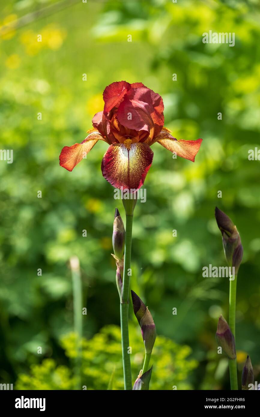 Stunning bearded iris perennial flower by the name Kent Pride. Has ...