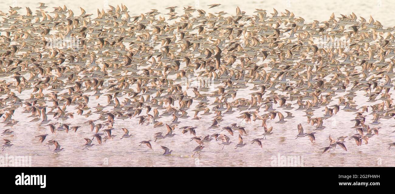 Flock of birds in flight Stock Photo - Alamy