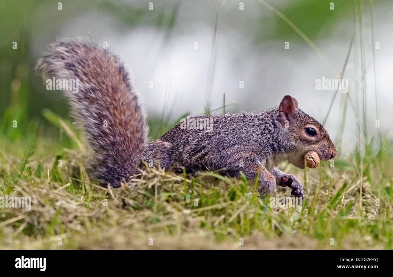 A grey squirrel takes a nut in its mouth in Sefton Park, Liverpool ...