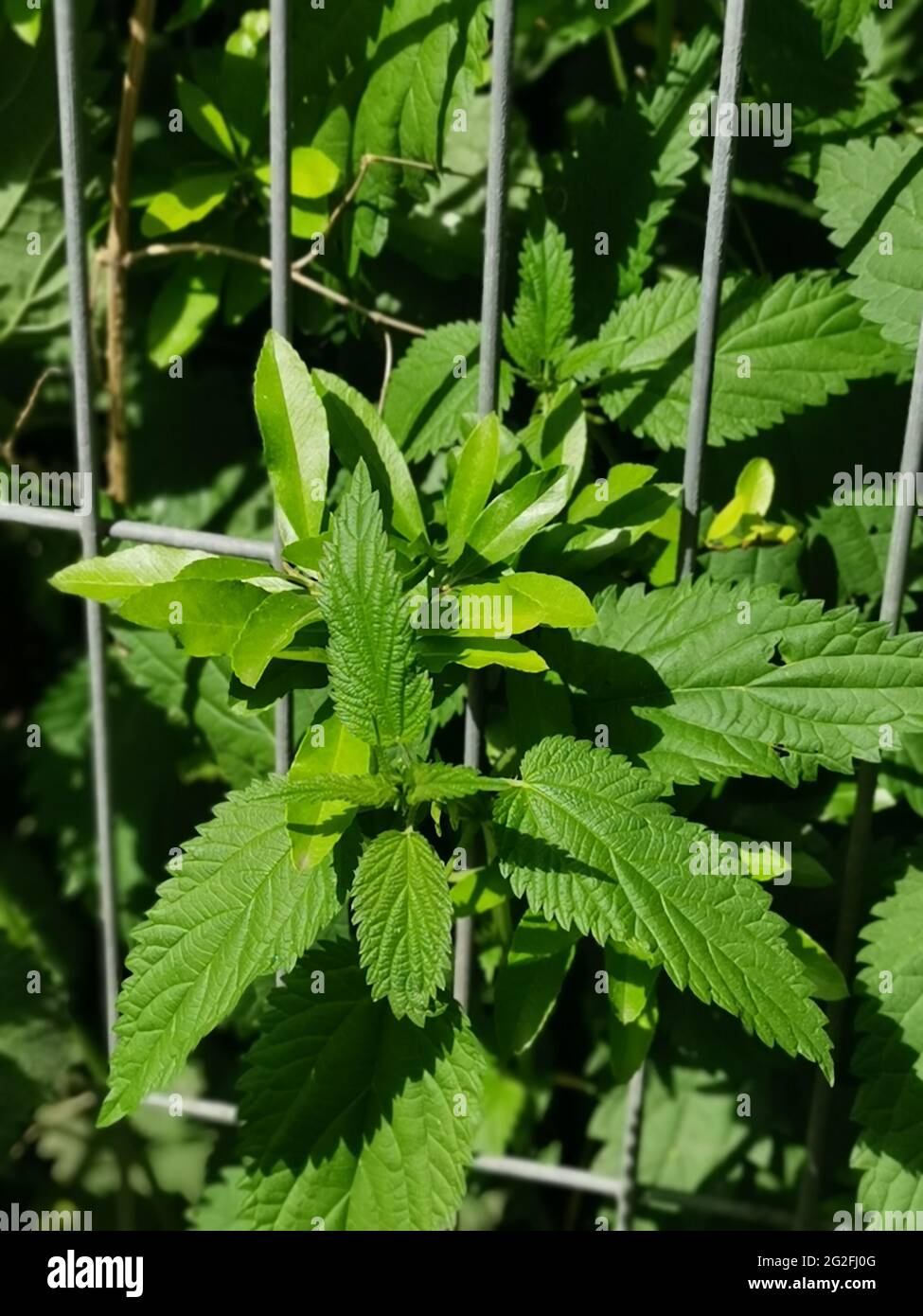Vertical shot of fresh nettle leaves captured on a sunny day in a ...