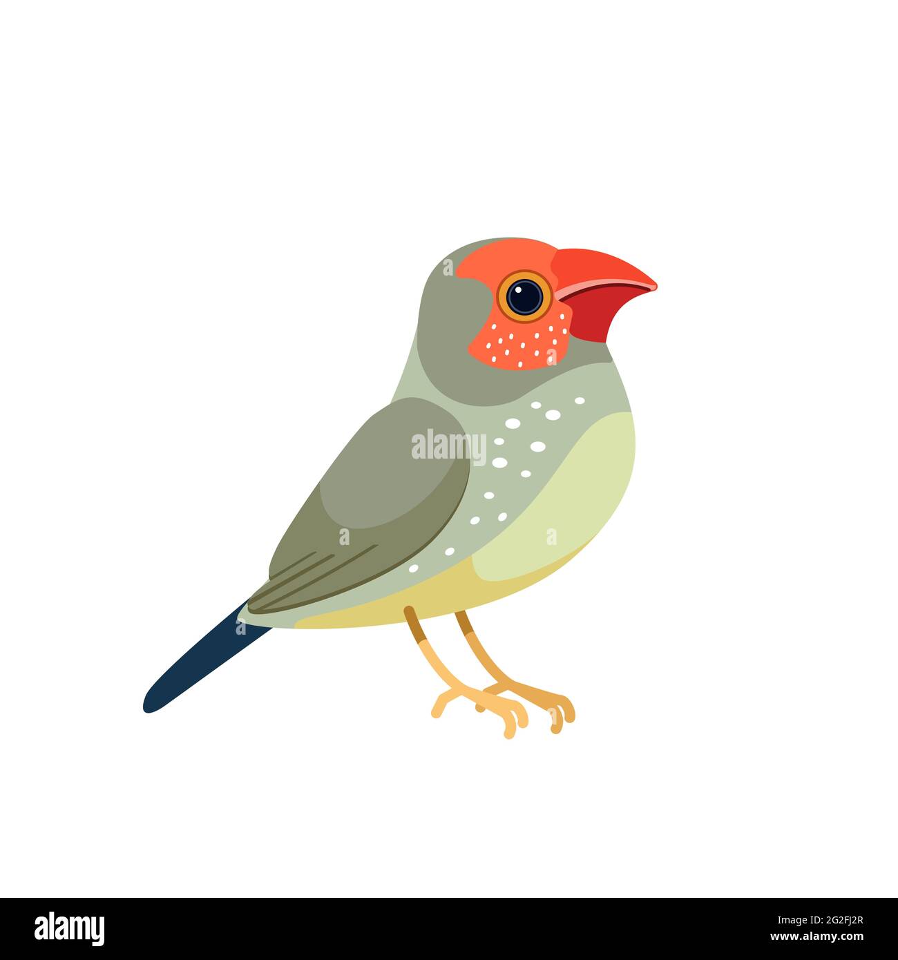 Australian finches Stock Vector Images - Alamy