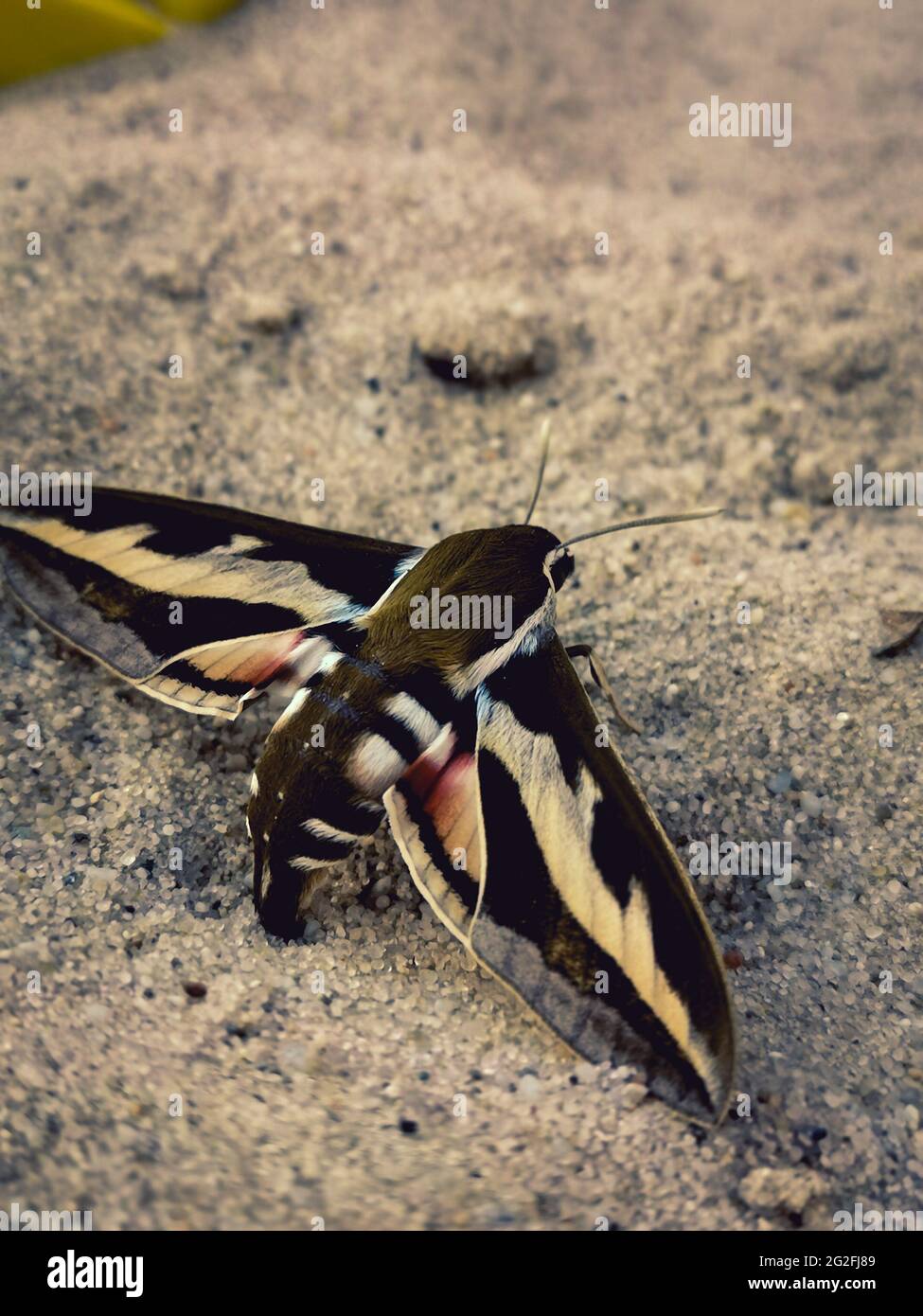 Vertical shot of a moth with colorful wings sitting on the sand Stock ...