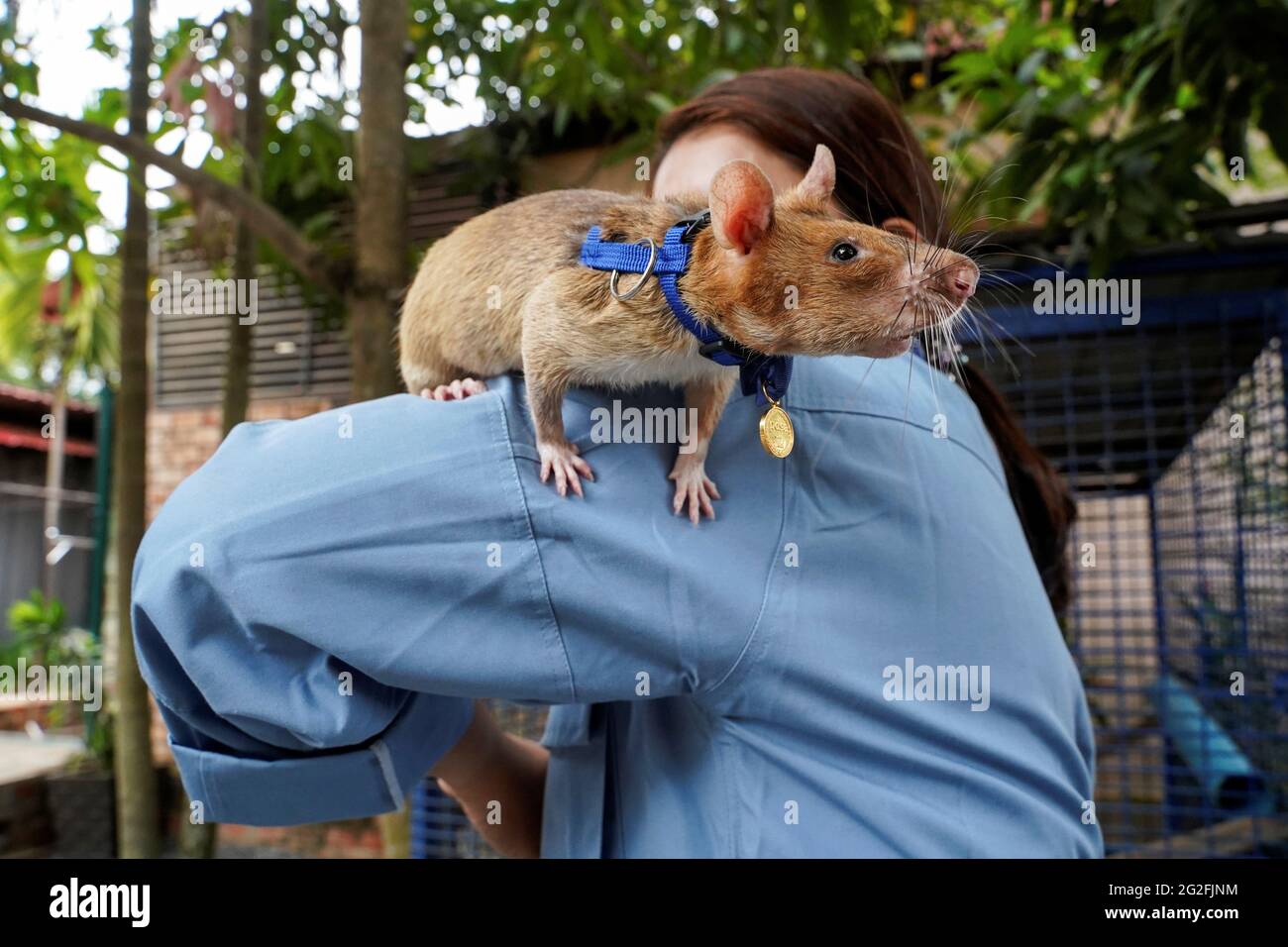 Landmine detection hi-res stock photography and images - Alamy