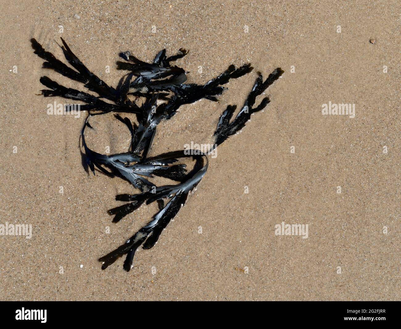 Bladderwrack on sandy beach hi-res stock photography and images - Alamy