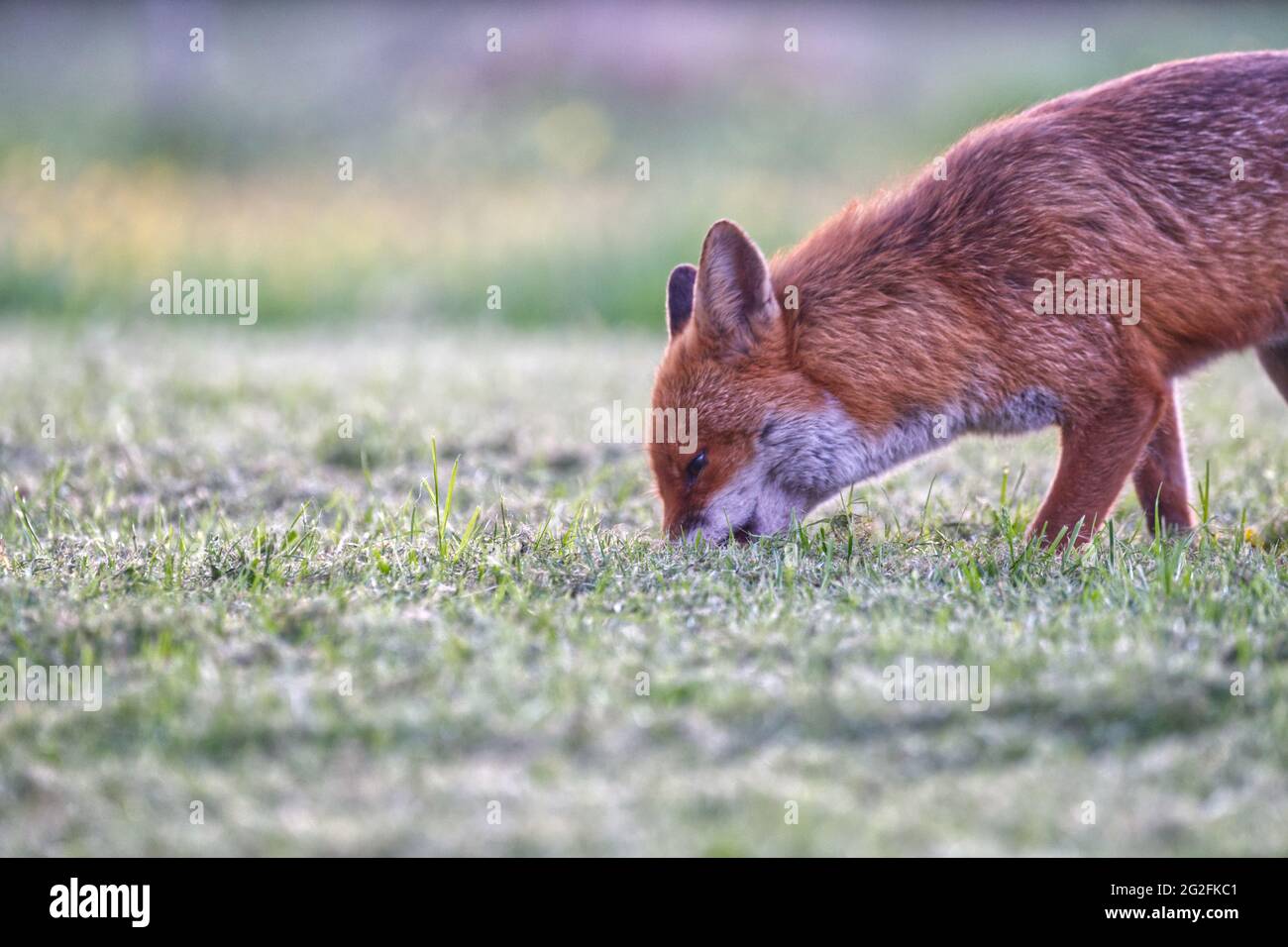 Red fox hiding behind grass hi-res stock photography and images - Alamy