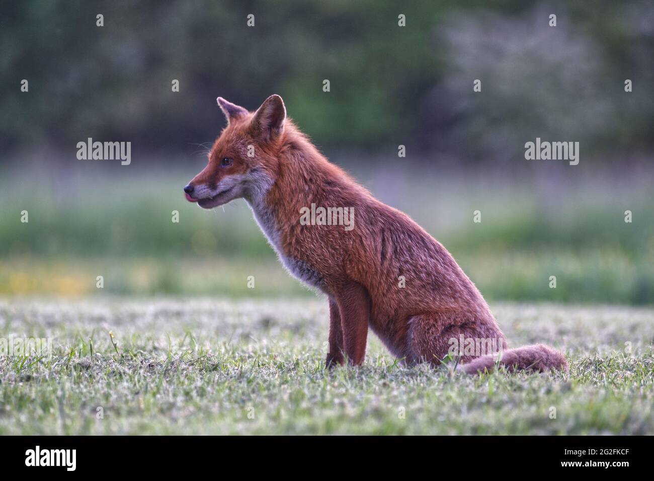 Snarling fox uk hi-res stock photography and images - Alamy