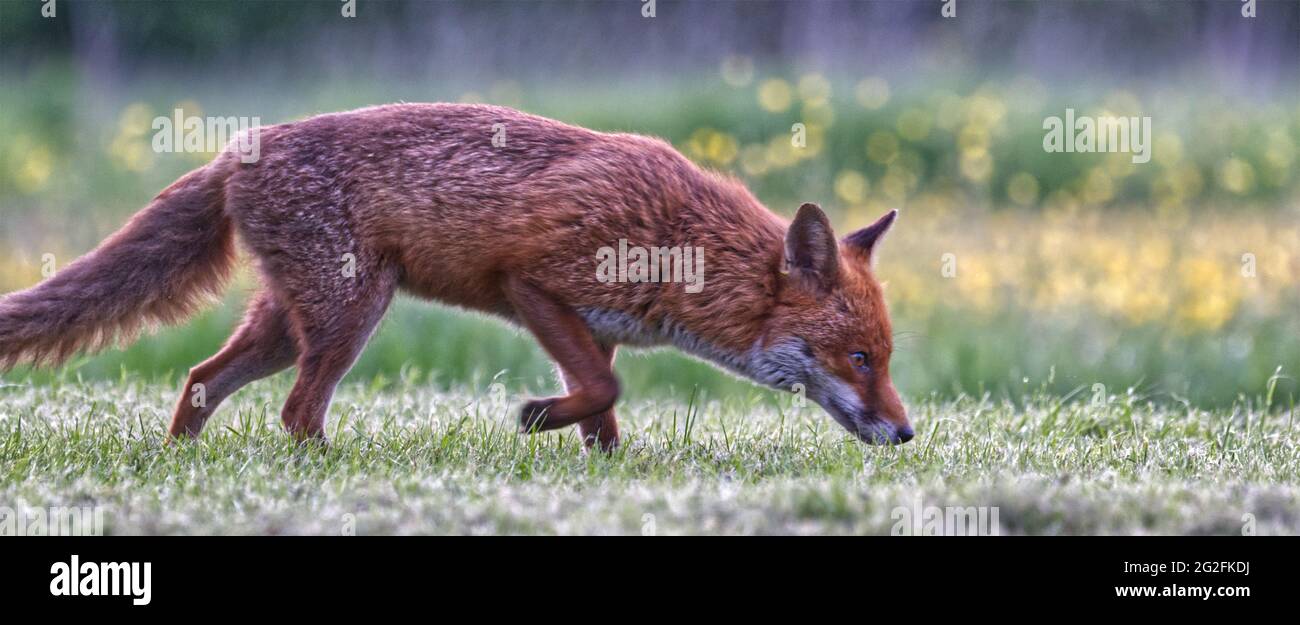 Snarling fox uk hi-res stock photography and images - Alamy