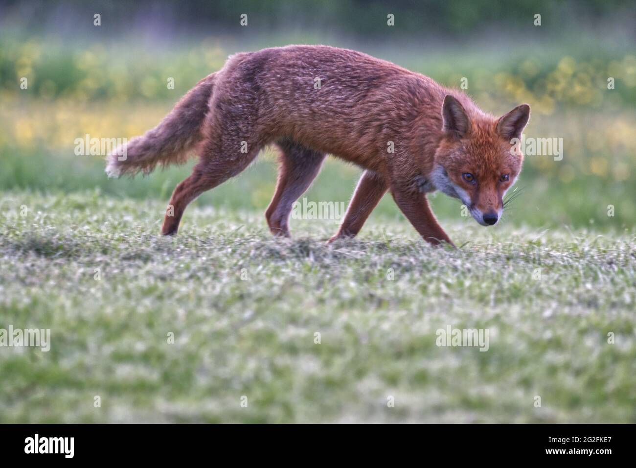 Red fox hiding behind grass hi-res stock photography and images - Alamy