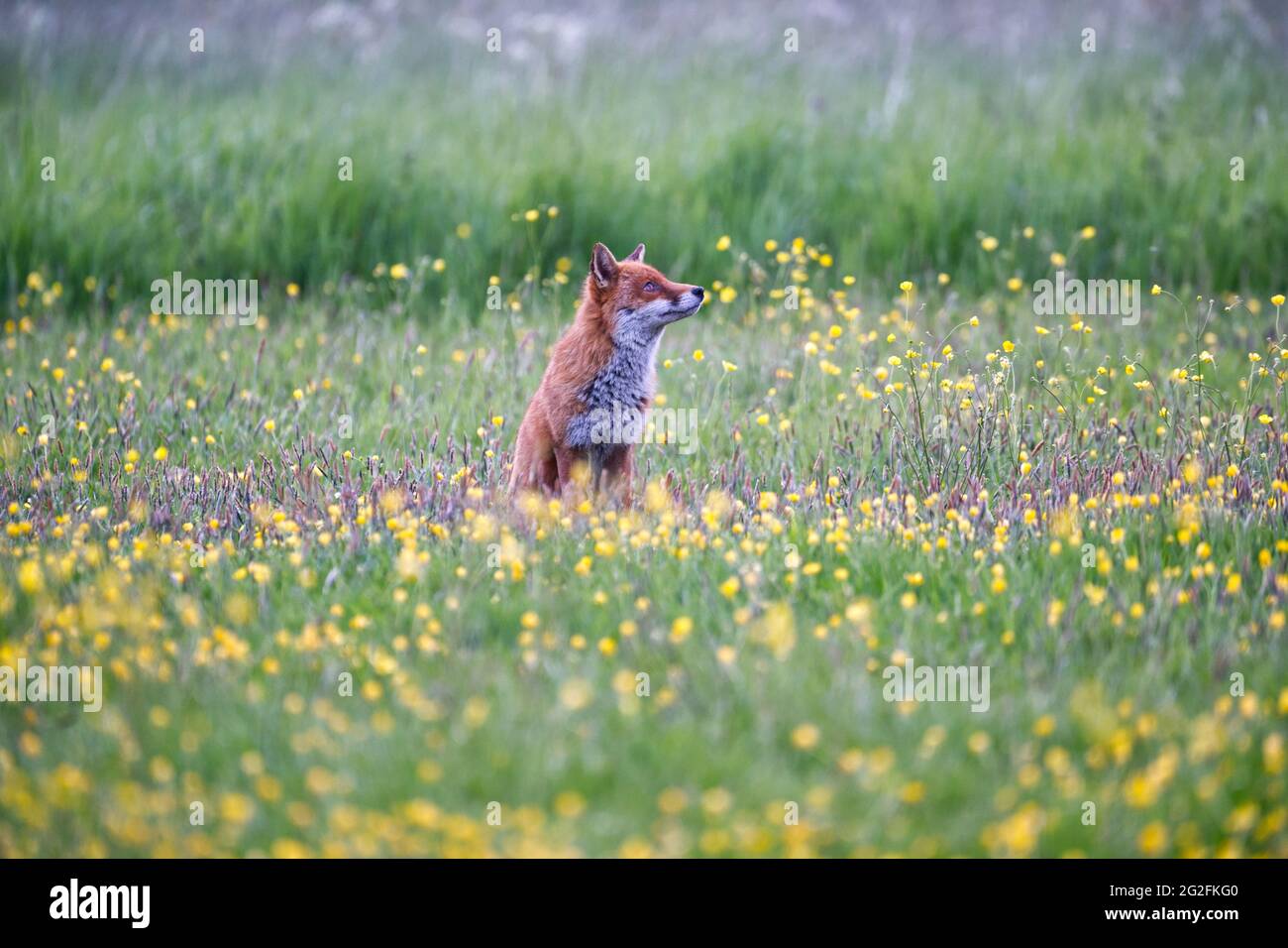 Snarling fox uk hi-res stock photography and images - Alamy