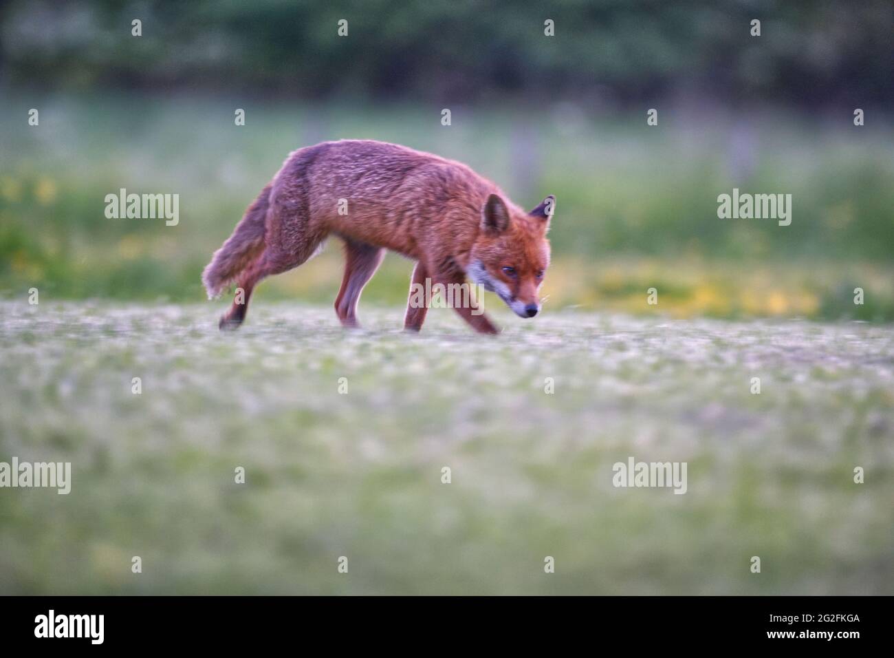 Low pov red fox hi-res stock photography and images - Alamy