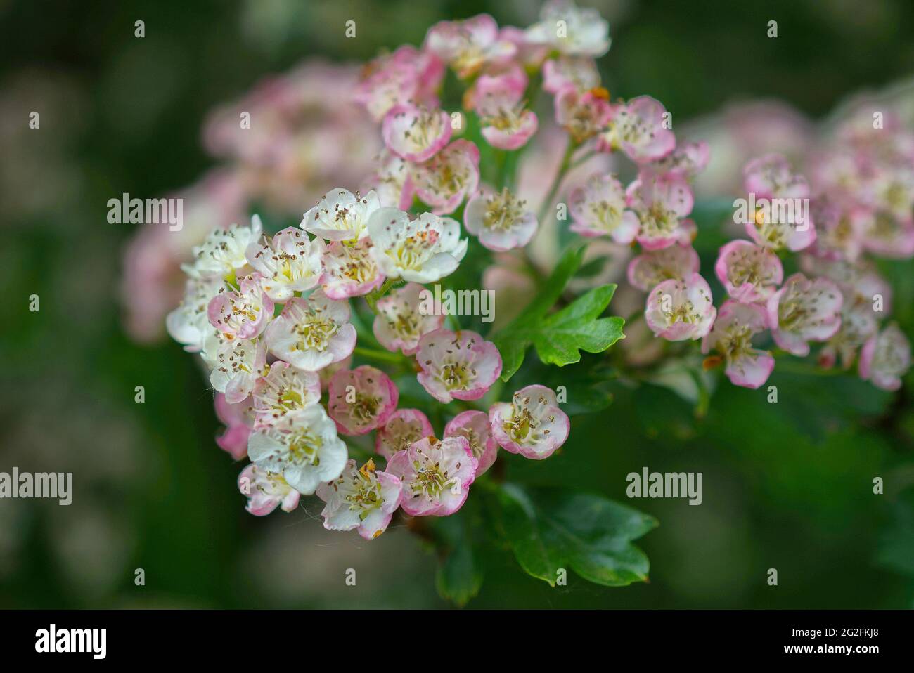 Hawthorne leaves hi-res stock photography and images - Alamy