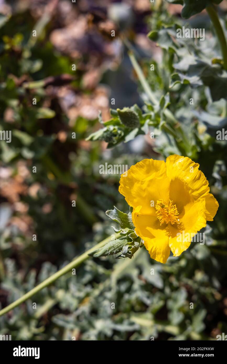 British coastal plant yellow horned poppy hi-res stock photography and ...