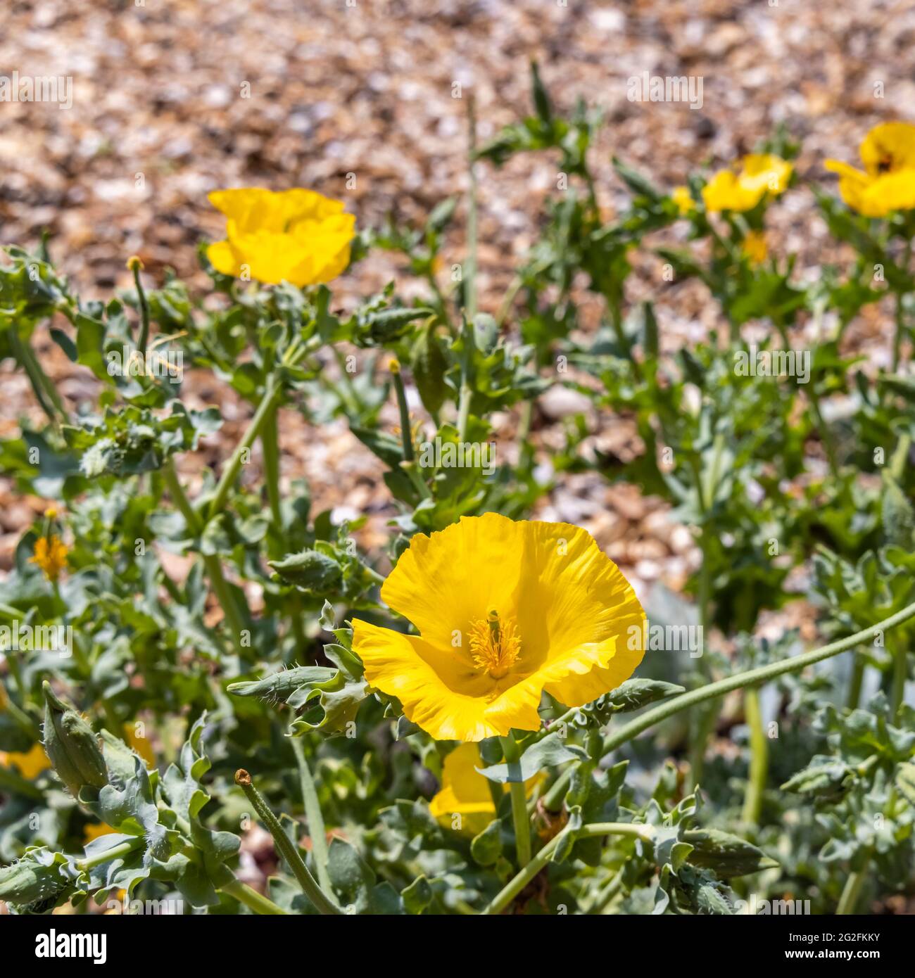 British coastal plant yellow horned poppy hi-res stock photography and ...