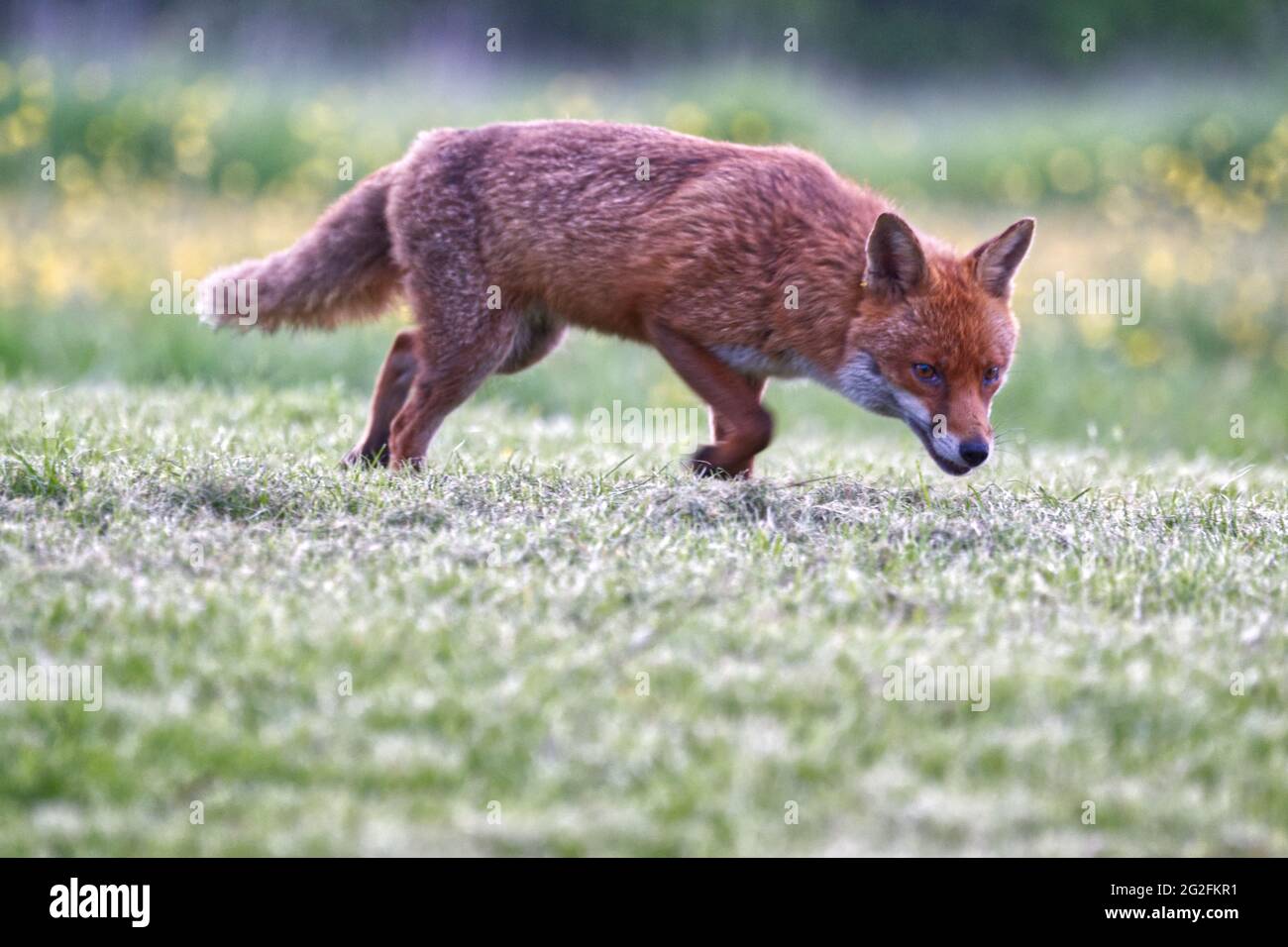 Front pov red fox hi-res stock photography and images - Alamy