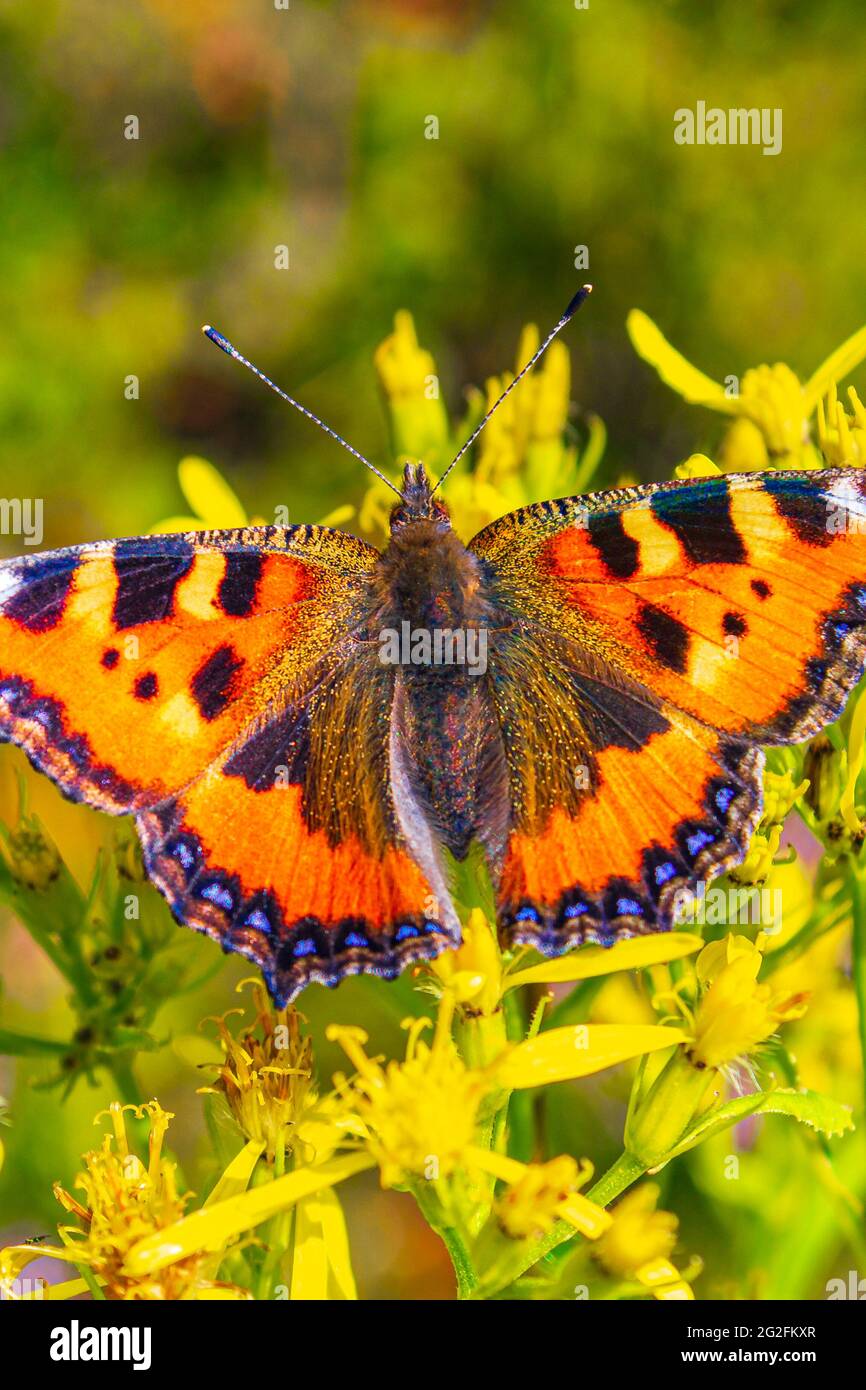 Orange butterfly Small Fox Tortoiseshell Aglais urticae on yellow ...