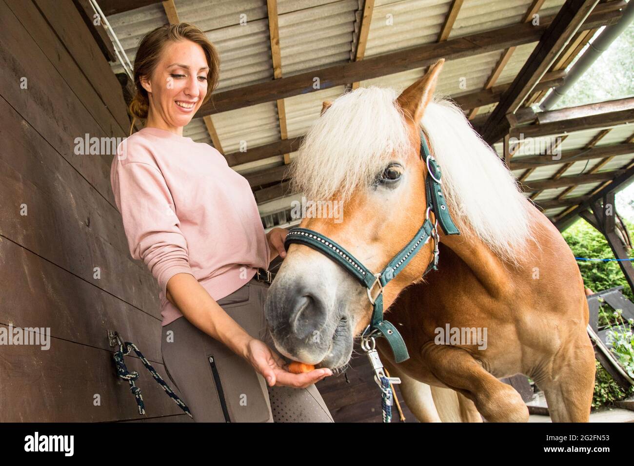 Potsdam, Germany. 08th Sep, 2020. A horse eats a carrot out of his hand ...