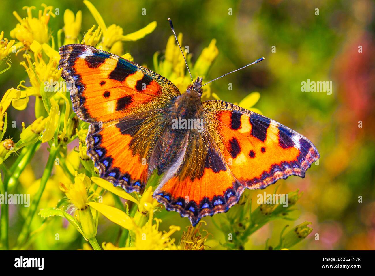 Orange butterfly Small Fox Tortoiseshell Aglais urticae on yellow ...