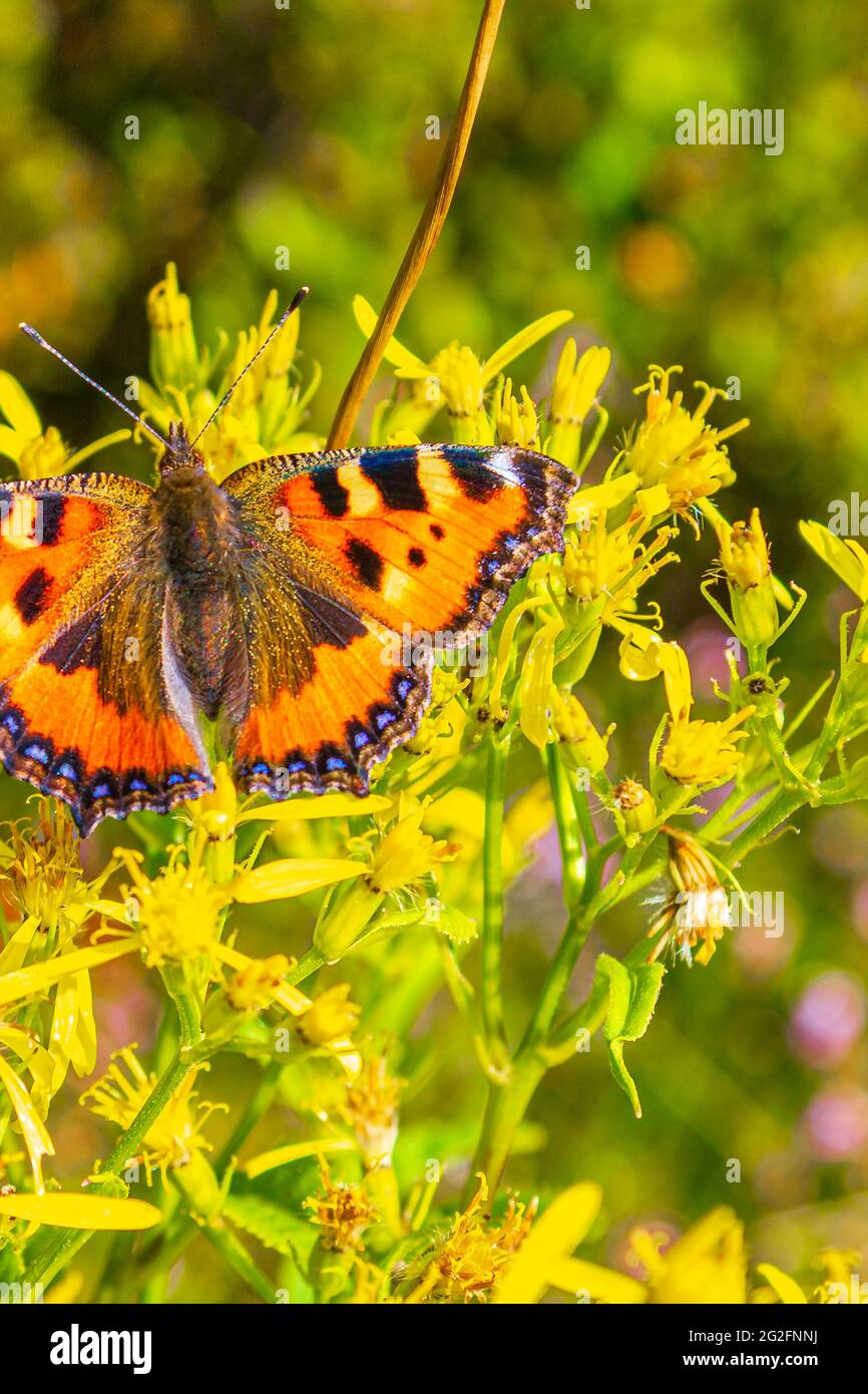 Orange butterfly Small Fox Tortoiseshell Aglais urticae on yellow ...