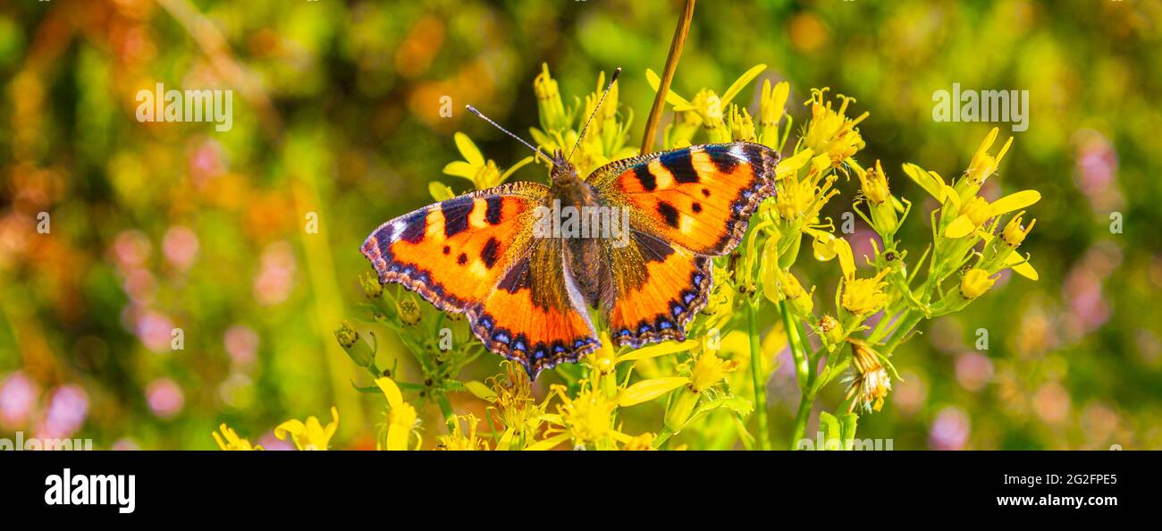 Orange butterfly Small Fox Tortoiseshell Aglais urticae on yellow ...