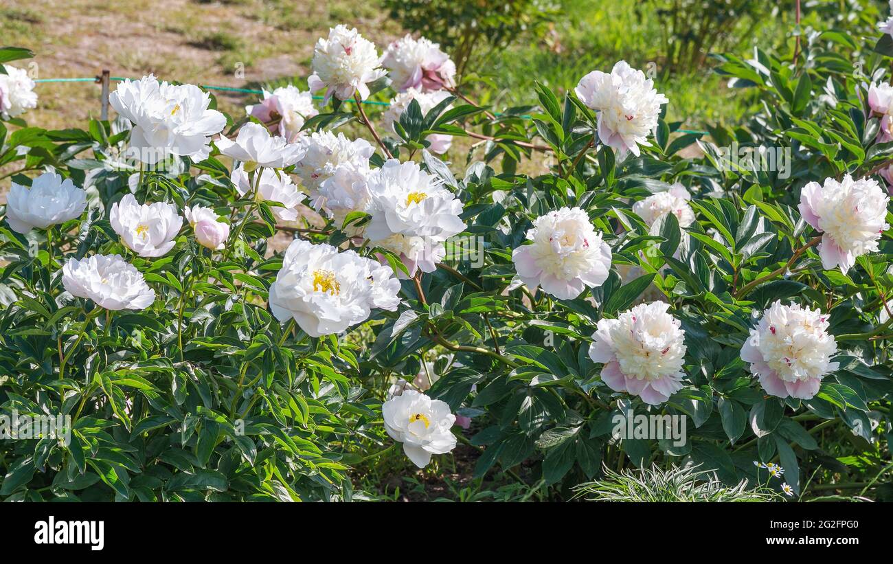 Soft yellow peony hi-res stock photography and images - Alamy