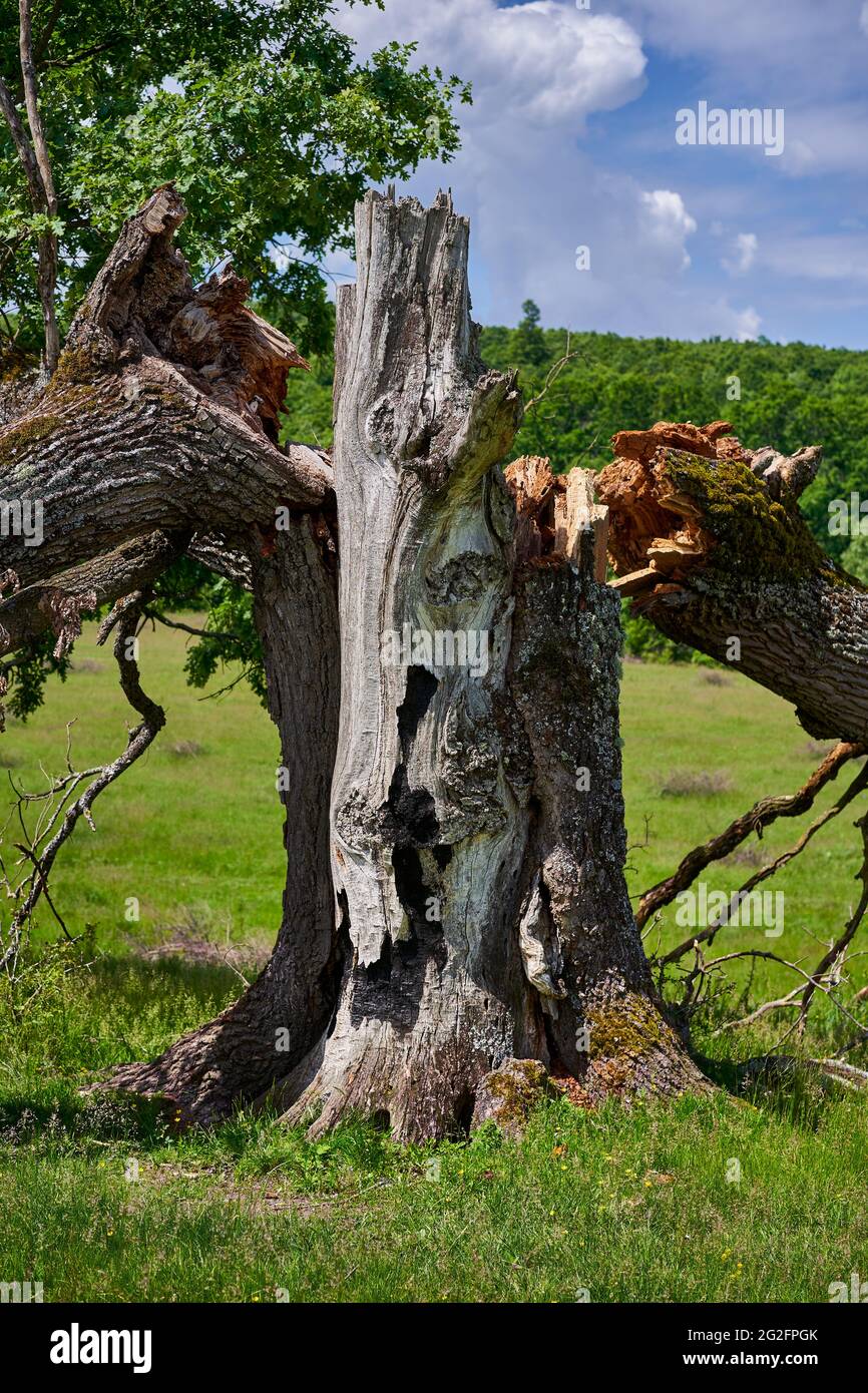 Old centennial oak broken down by storm on a meadow Stock Photo - Alamy
